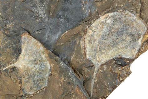 11 Fossil Ginkgo Leaf Plate From North Dakota Paleocene 238846