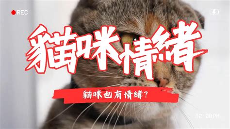 【養貓知識】貓咪也有情緒？了解貓咪可能的抑郁症狀 養貓知識 養貓新手 貓咪 Subscribe Youtube