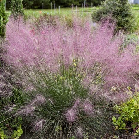 Grass Pink Muhly Wild Juniper Nursery