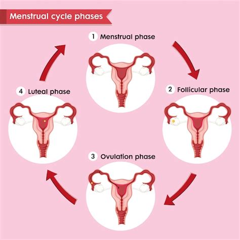 Infographie Médicale Scientifique Du Processus Du Cycle Menstruel