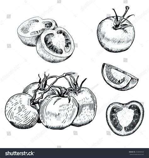 Hand Drawn Ink Tomatoes Sketches Set Stock Vector Royalty Free