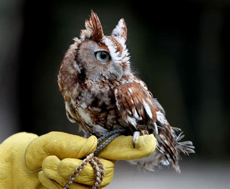 Screech Owl