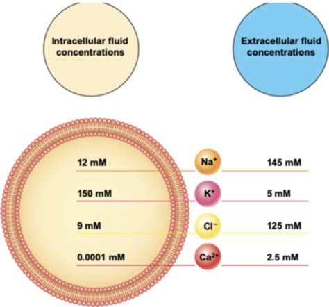 Movement Across Membranes Flashcards Quizlet