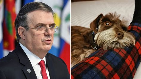 Perros Infobae
