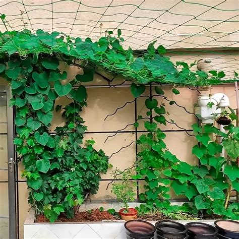 Checkered Climbing Net Plants Increase Crop Yield Growth Temu Australia