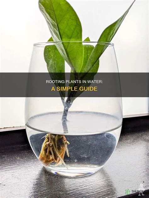 Rooting Plants In Water A Simple Guide Shuncy