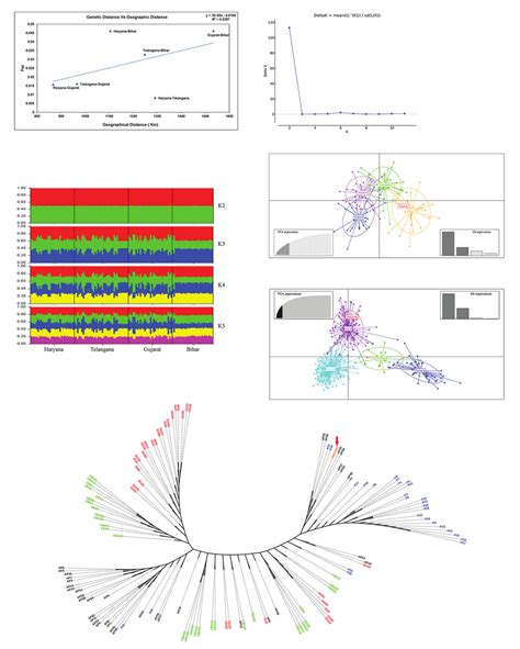 Population Structure A Graph Showing Correlation Between Pairwise Download Scientific