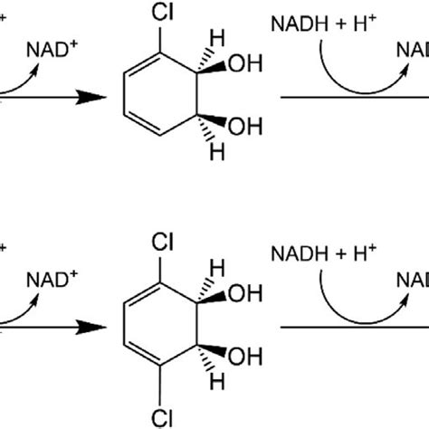 Aerobic Biodegradation Pathways And Initial Enzymatic Dioxygenase