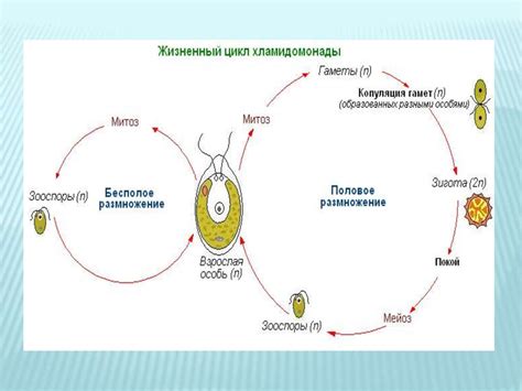 Жизненные циклы растений Online Presentation