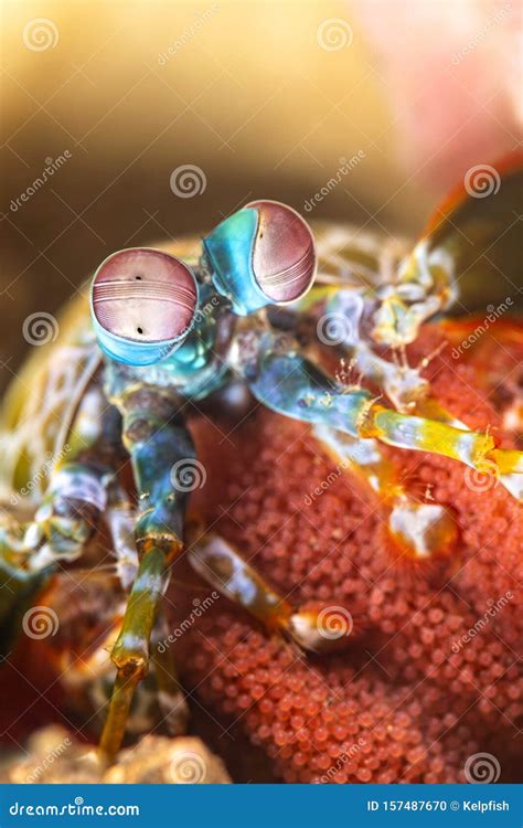 Zebra Mantis Shrimp Eyes