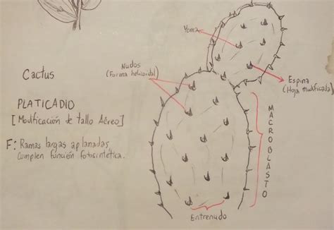 Pin en Botánica