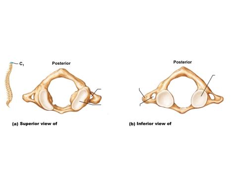 1st And 2nd Cervical Vertebrae Labeling — Printable Worksheet