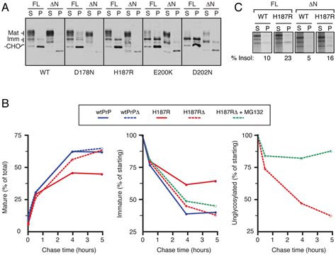 The N Terminus Of Prp Modulates Mutant Prp Metabolism A The Full