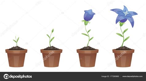 성장 아름 다운 푸른 꽃 릴리의 단계 — 스톡 벡터 © 177265860