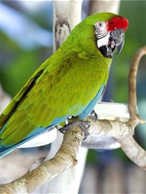 Military Macaw Bonita Wonder Gardens
