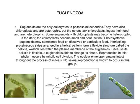 Protists For More Than Half Of The Long History Of Life On Earth All