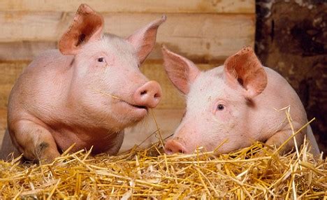 Designer pigs with hearts genetically modified to help transplant patients 'could be here within ...