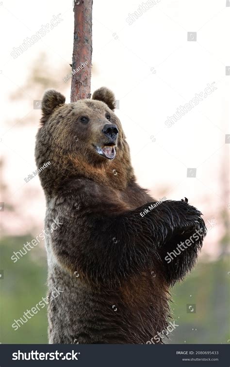 Grizzly Bear Standing Next To Man