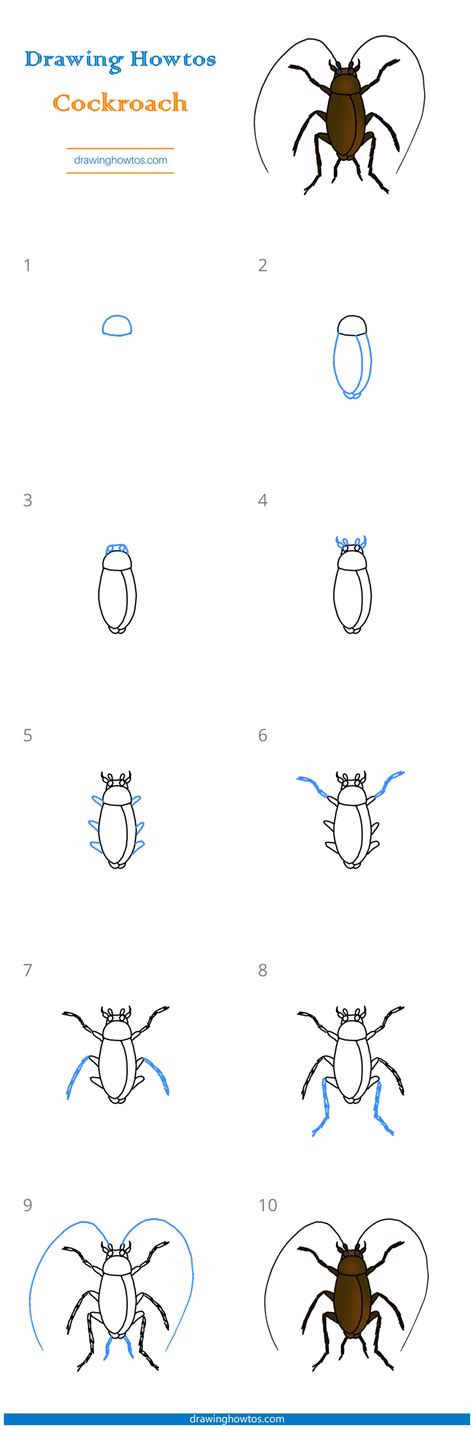 How To Draw A Cockroach Step By Step Easy Drawing Guides Drawing Howtos