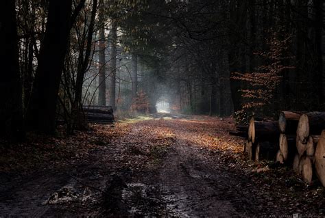 Fondos De Pantalla Oscuro Camino De Tierra Madera Árboles