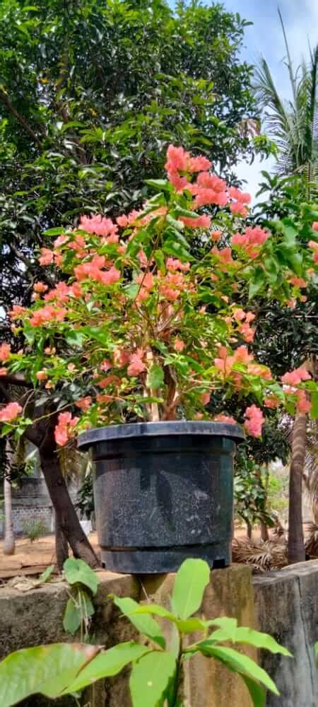 Gallery Sri Sai Nursery Garden