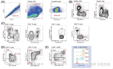 28色流式多色检测人pbmc主要淋巴细胞 知乎