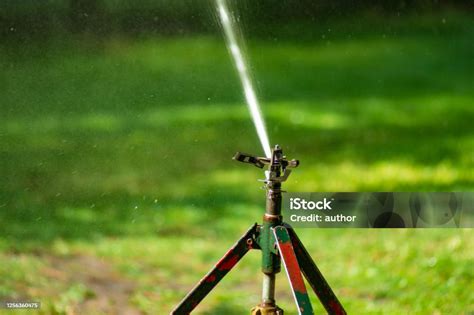 더운 여름날에 는 정원의 잔디 녹색 신선한 잔디 위에 물을 뿌리는 잔디 물 스프링클러 0명에 대한 스톡 사진 및 기타 이미지 0명 공원 관개 장비 Istock