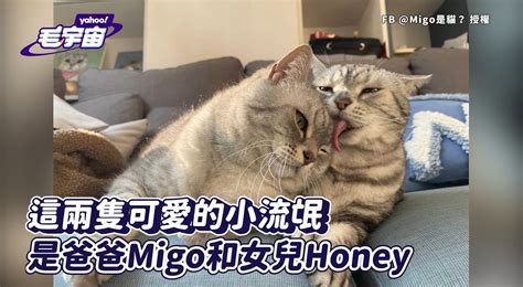 萌喵拜託討食有違貓格超母湯 貓爸霸氣示範食物給我拿來