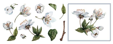 꽃이 만발한 체리 새싹 녹색 잎으로 격리 된 요소를 설정하십시오 봄 꽃이 만발한 정원 가지가 있는 클립 아트 손으로 그린 수채화 그림은 디자인 청첩장을 위한 흰색 배경입니다