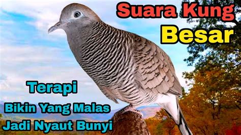 Perkutut Lokal Gacor Suara Kung Besar Terapi Ampuh Untuk Perkutut Malas
