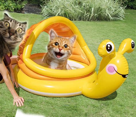 Meowsold Meowsold Twitter