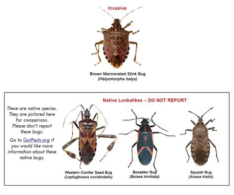 Types Of Bugs Western Conifer Seed Bug Brown Marmorated Stink Bug