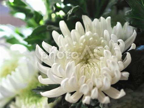 菊の花 No 25362016｜写真素材なら「写真ac」無料（フリー）ダウンロードok