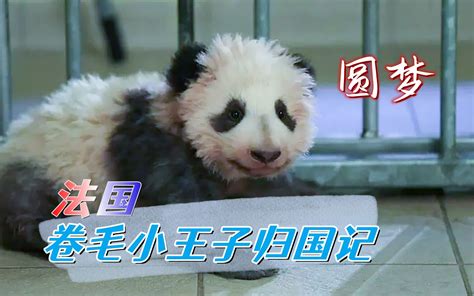 在法国出生的圆梦回国啦欢欢圆子十年姐弟恋情侣变一家五口 嗨胖哒 嗨胖哒 哔哩哔哩视频