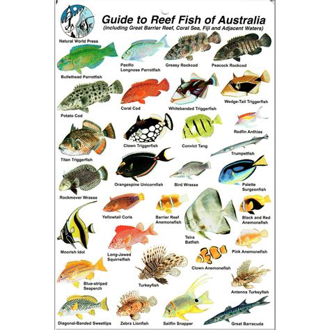 Ningaloo Reef Fish Species Identification At Laura Strong Blog