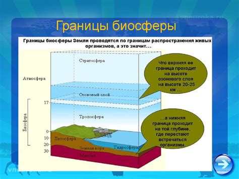 Структура и функции биосферы Взаимосвязь индивидуального и