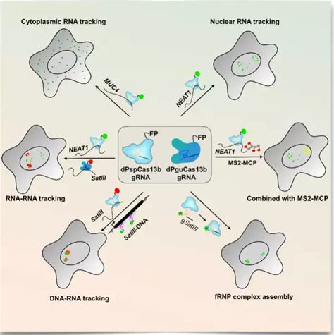 Mol Cell 陈玲玲组使用crispr Cas13系统应用于rna活细胞标记 知乎