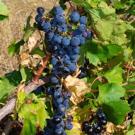 Vitis Vinifera Michele Palieri Circa 120 140cm