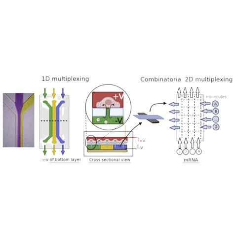 Dynamic Nanopore Microfluidic Transfection Via Electroporation