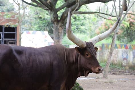 "Ankole-Bilder: Stock-Fotos & -Videos. | Adobe Stock