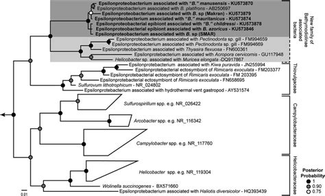 Bayesian Inference Tree Of S Rrna Gene Sequences Under A General Time