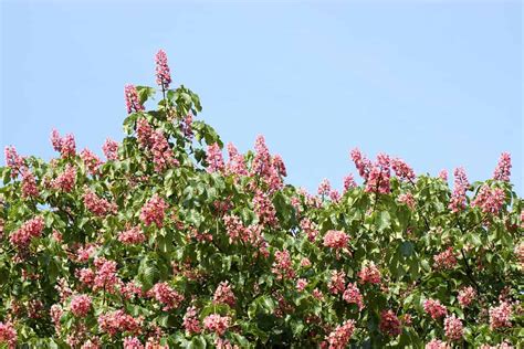 11 Native Plants In Mississippi