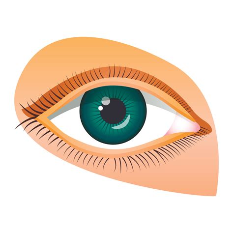 Human Eye Icon Cartoon Style 15266106 Vector Art At Vecteezy