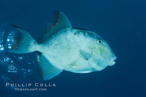 Triggerfish Photo Triggerfish Photos Natural History Photography