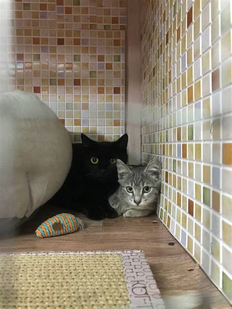 Котик ищет дом МСК Пикабу