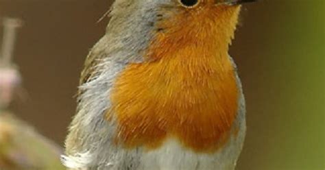 Vaubecourt On Compte Les Oiseaux Des Jardins Ce Week End