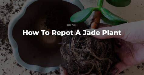 How To Repot A Jade Plant Rindooplants