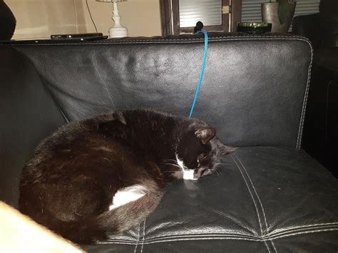 When Is My Cat Charged Rcats