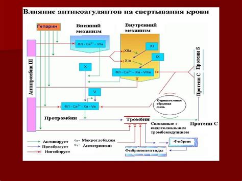Физиология системы крови. Группы крови. Правила переливания крови ...