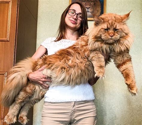 Pin on Maine coon cats